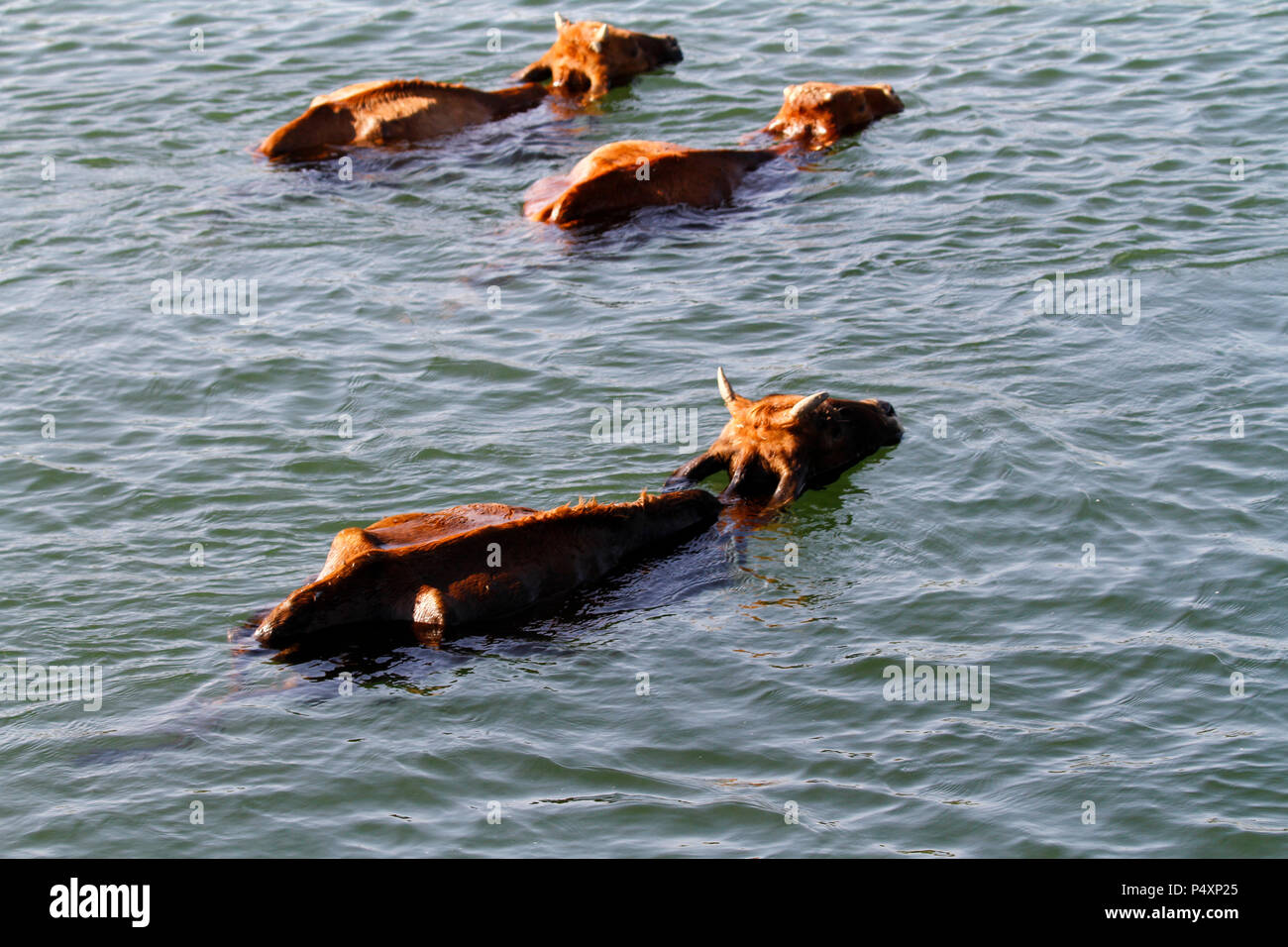 Cows swimming in a lake as the crow sits on Stock Photo - Alamy