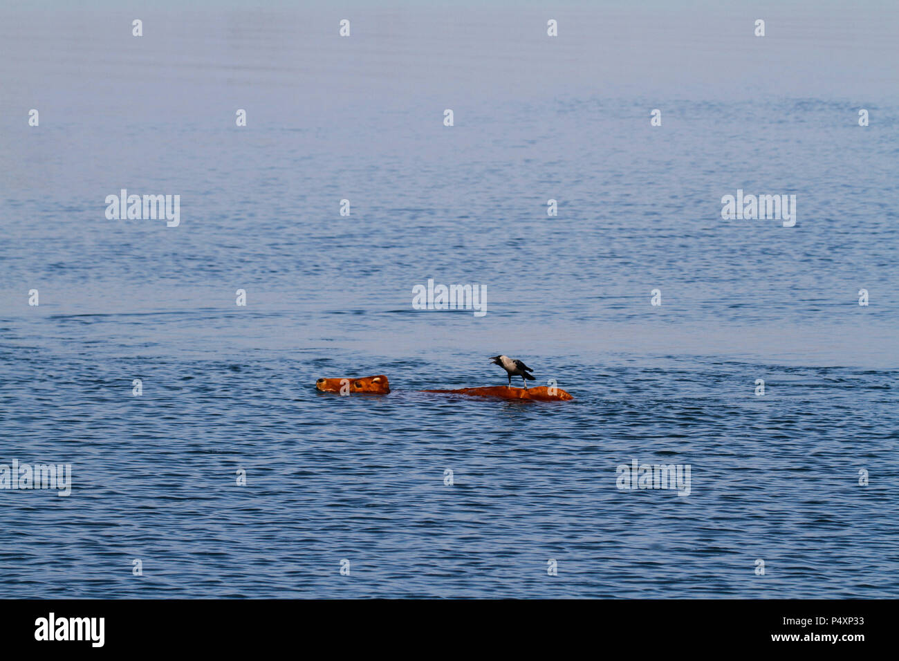 A cow swimming in a lake as the crow sits on Stock Photo - Alamy