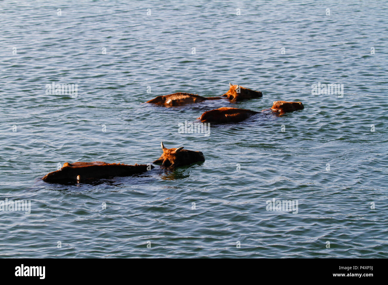 Cows swimming in a lake as the crow sits on Stock Photo - Alamy