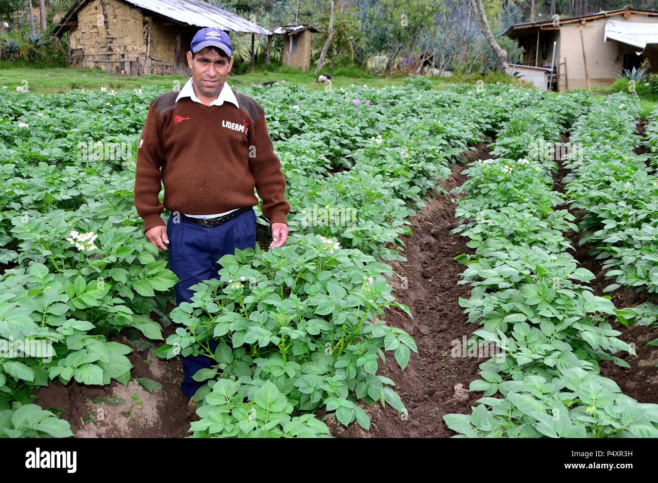 Potatoe plantation in PULUN " Las Huaringas " - HUANCABAMBA ...