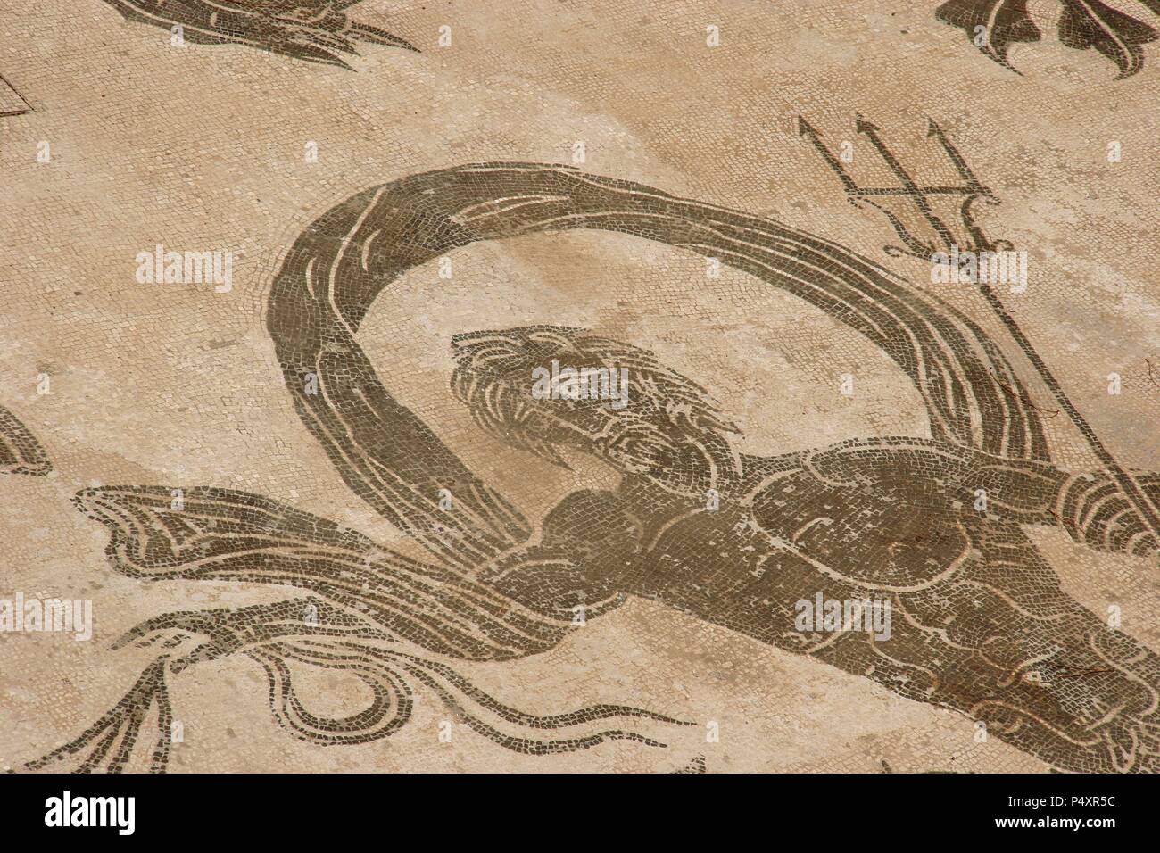 Roman mosaic. Neptune riding a chariot. Detail. Baths of Neptune. Ostia ...