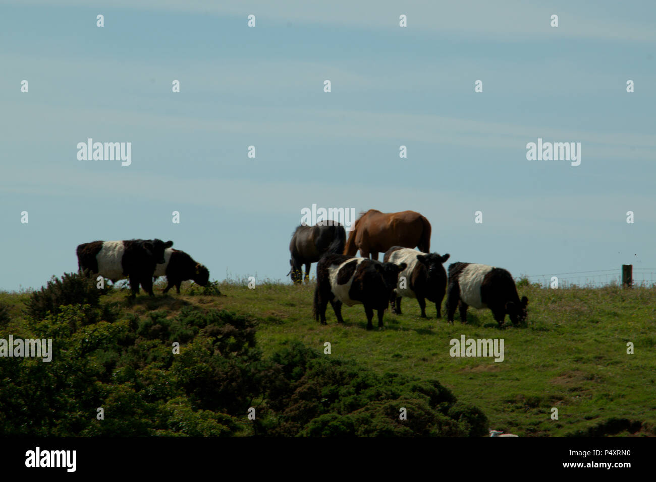 Banded cattle hi-res stock photography and images - Alamy