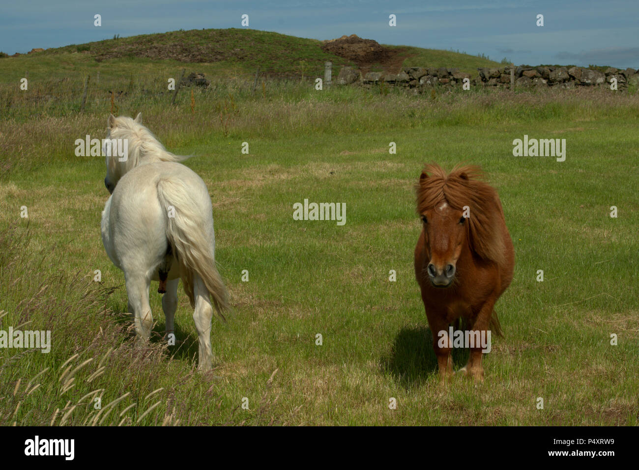 Male shetland pony hi-res stock photography and images - Alamy