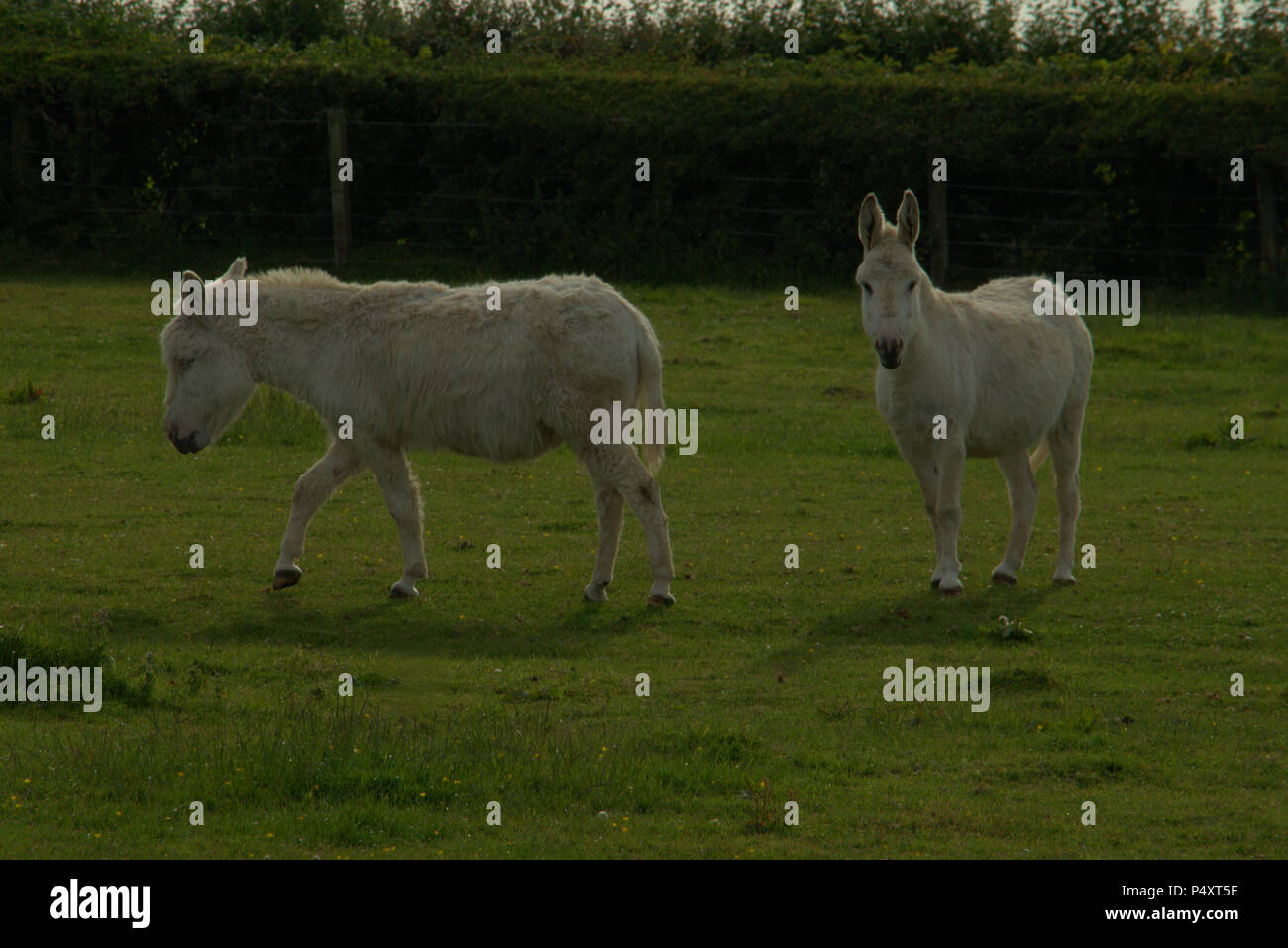Draft donkey hi-res stock photography and images - Alamy
