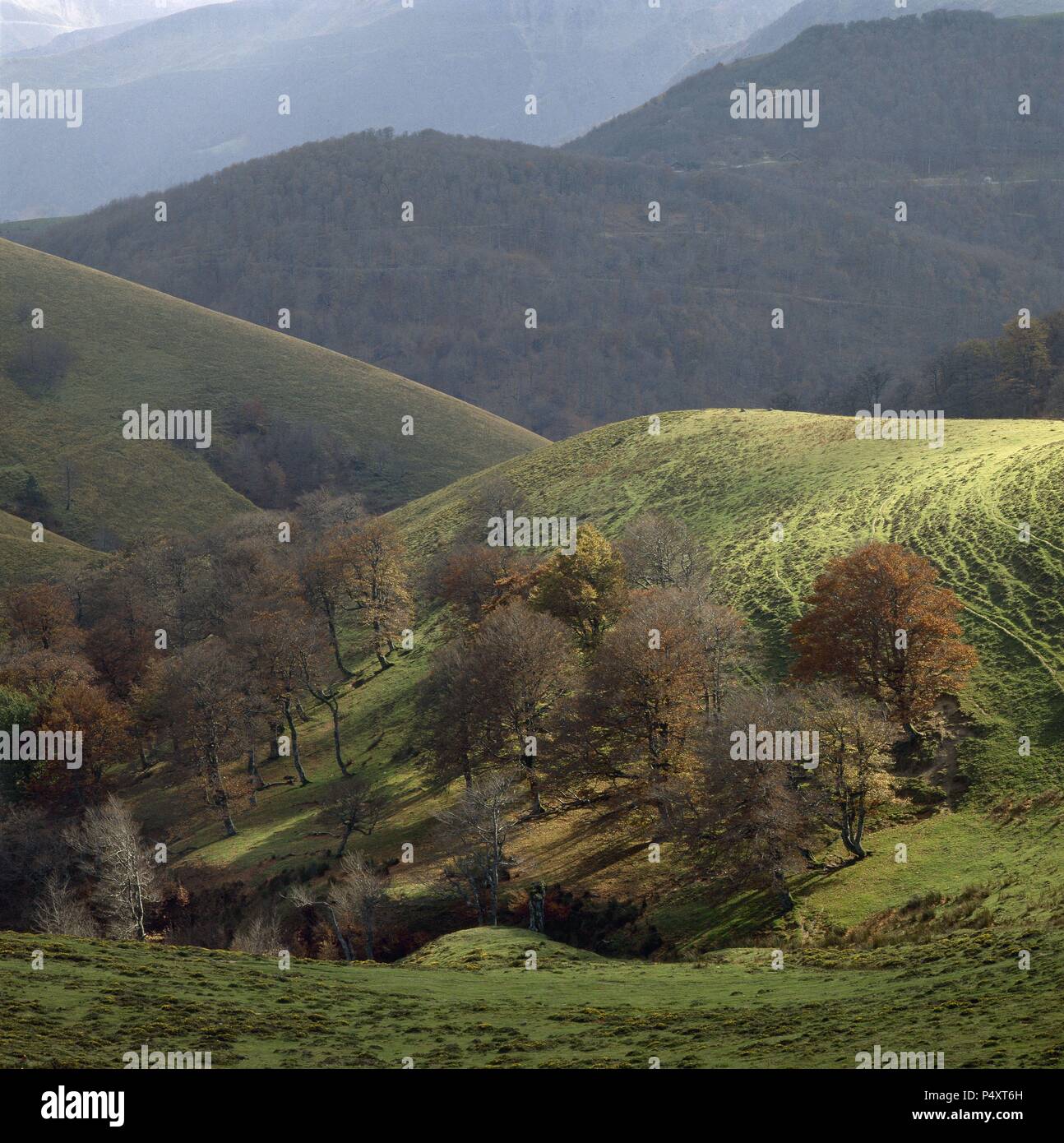 Bosque mixto hi-res stock photography and images - Alamy