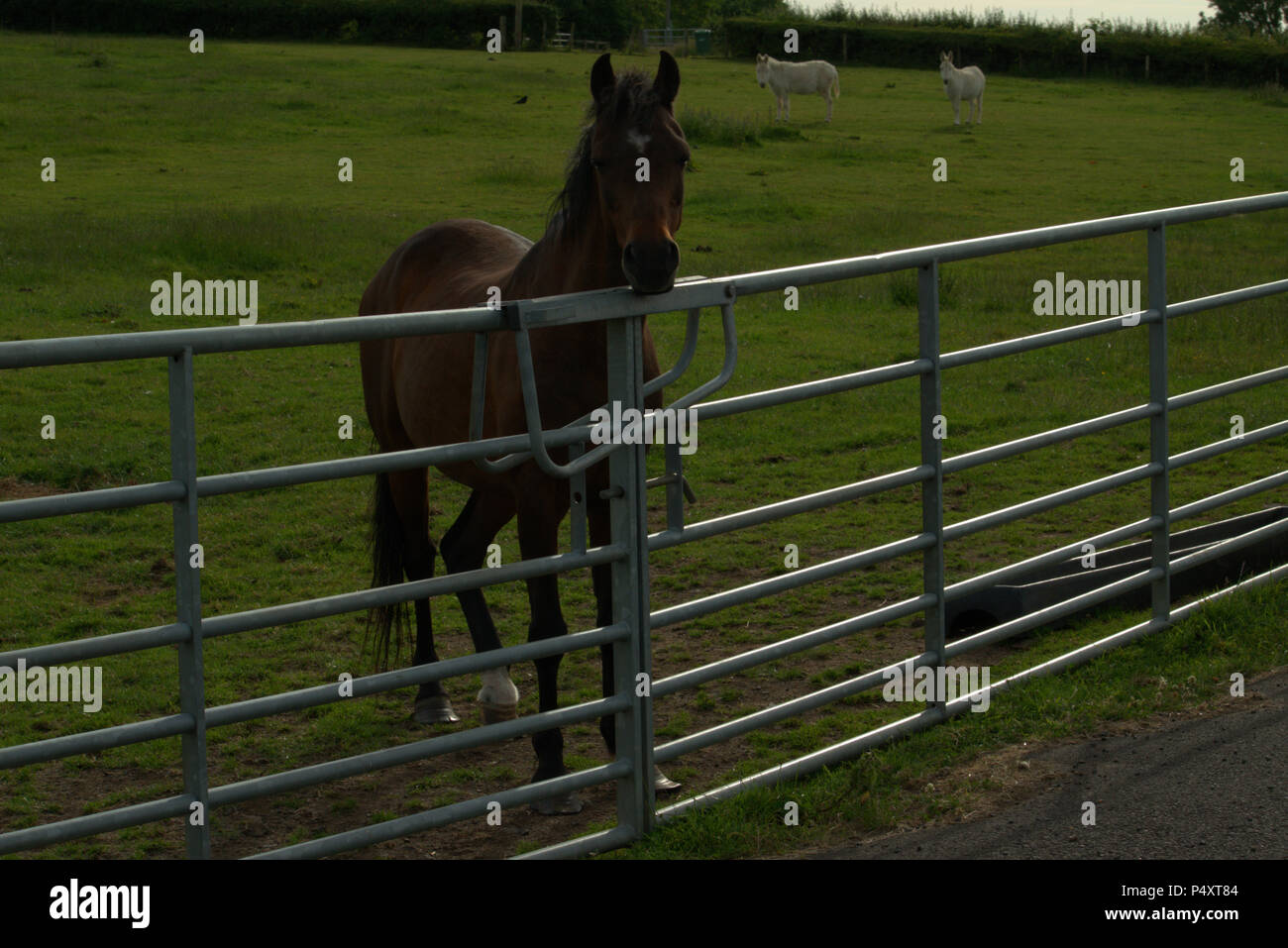 Horse in a field Stock Photo - Alamy