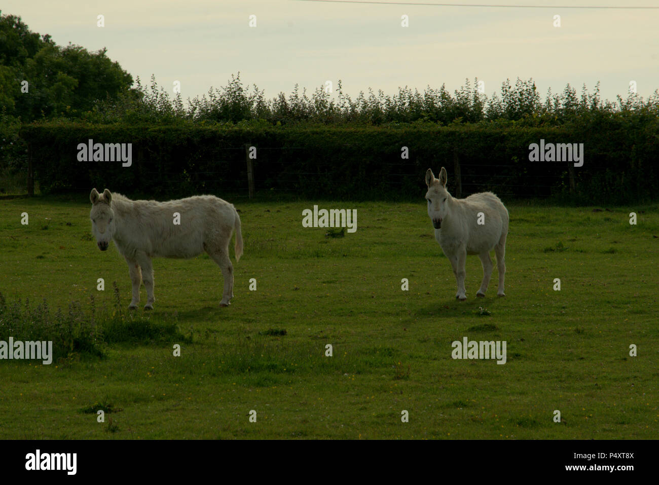 Draft donkey hi-res stock photography and images - Alamy