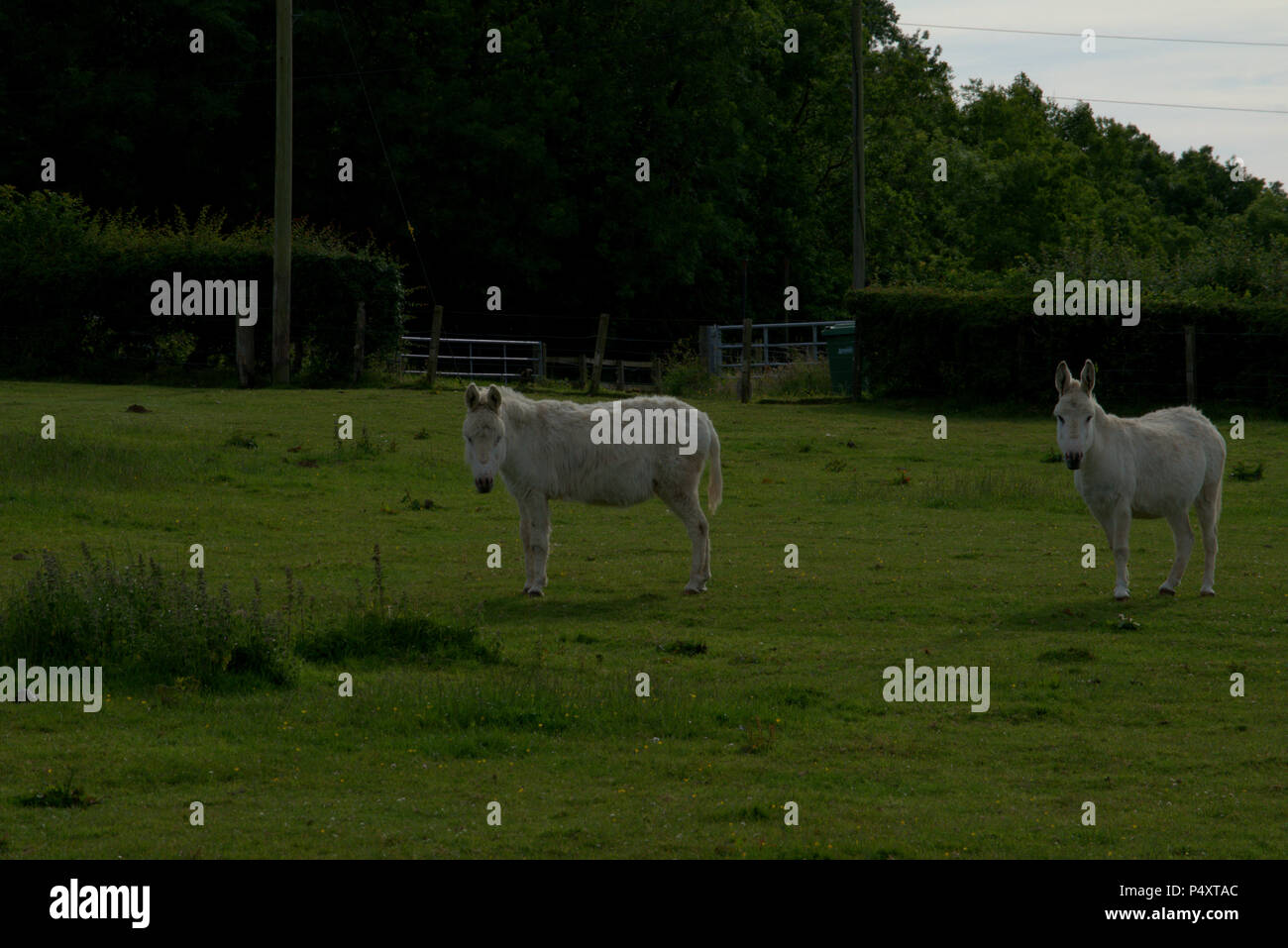 Draft donkey hi-res stock photography and images - Alamy