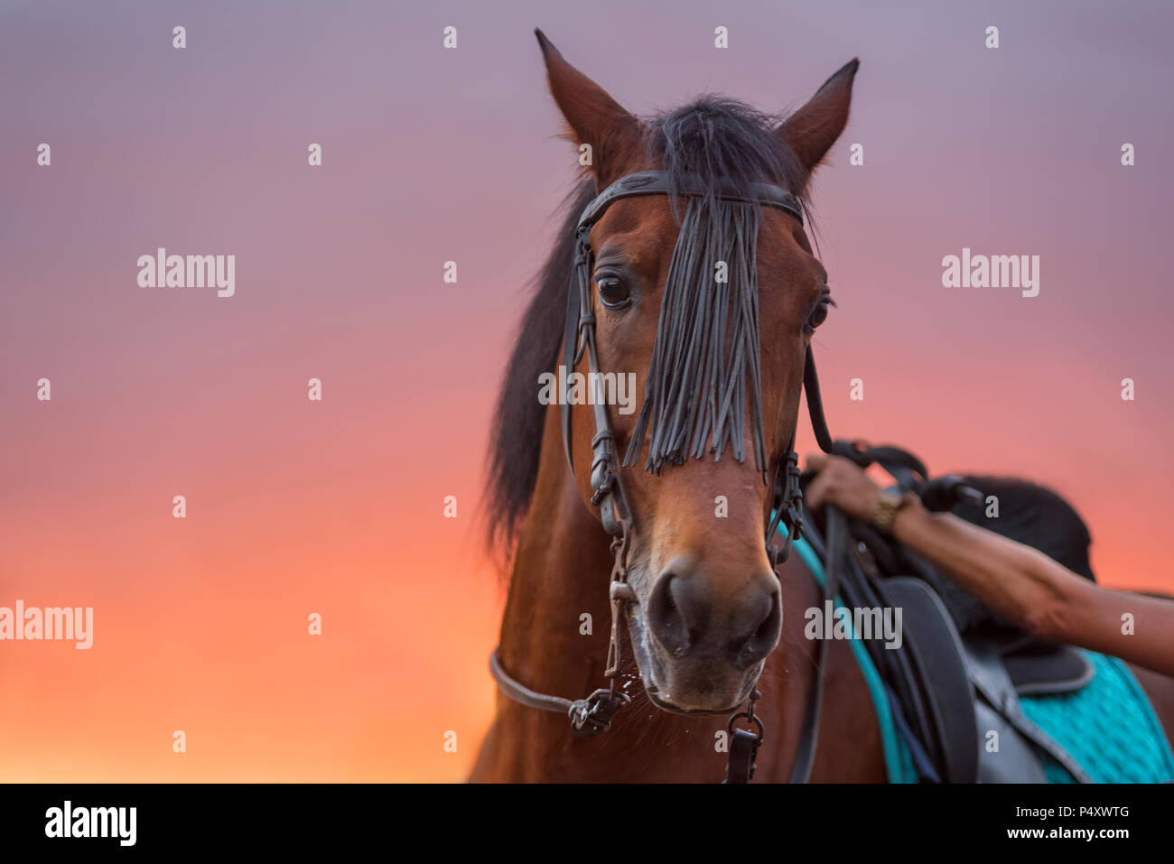 Horse portrait at sunset Stock Photo - Alamy
