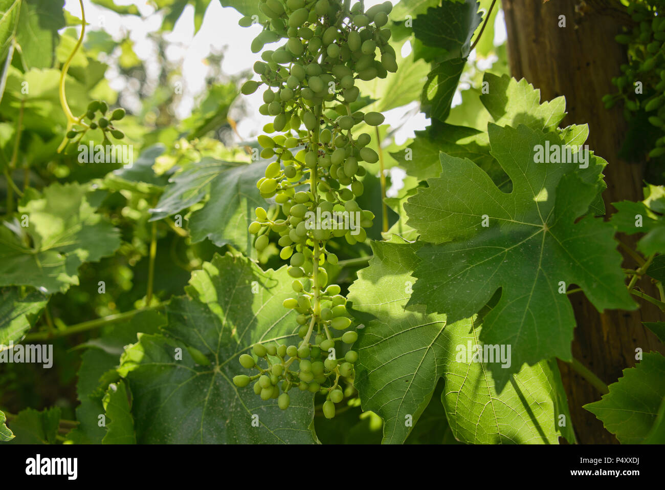 Asia dry xinjiang hi-res stock photography and images - Alamy