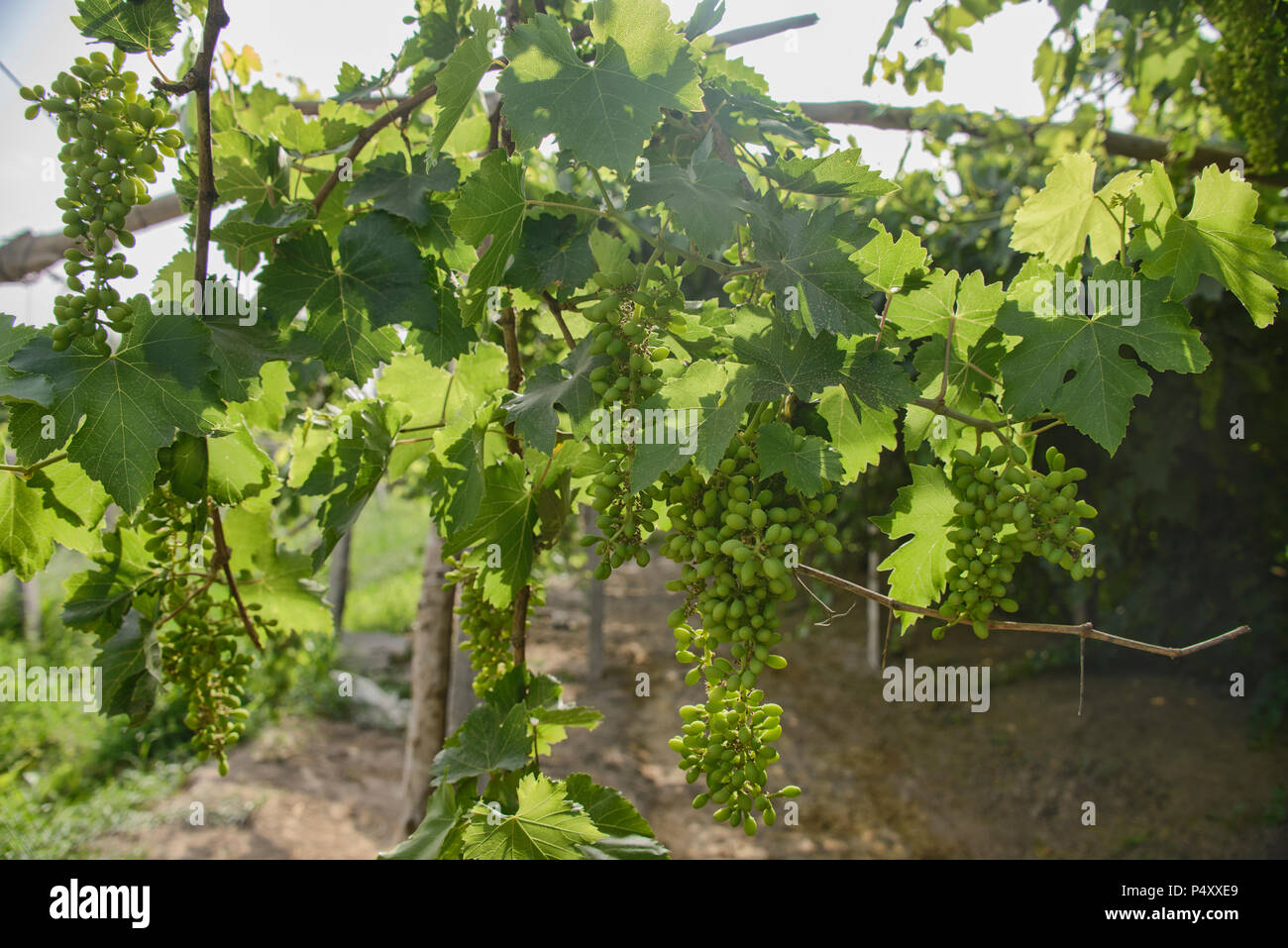 Asia dry xinjiang hi-res stock photography and images - Alamy