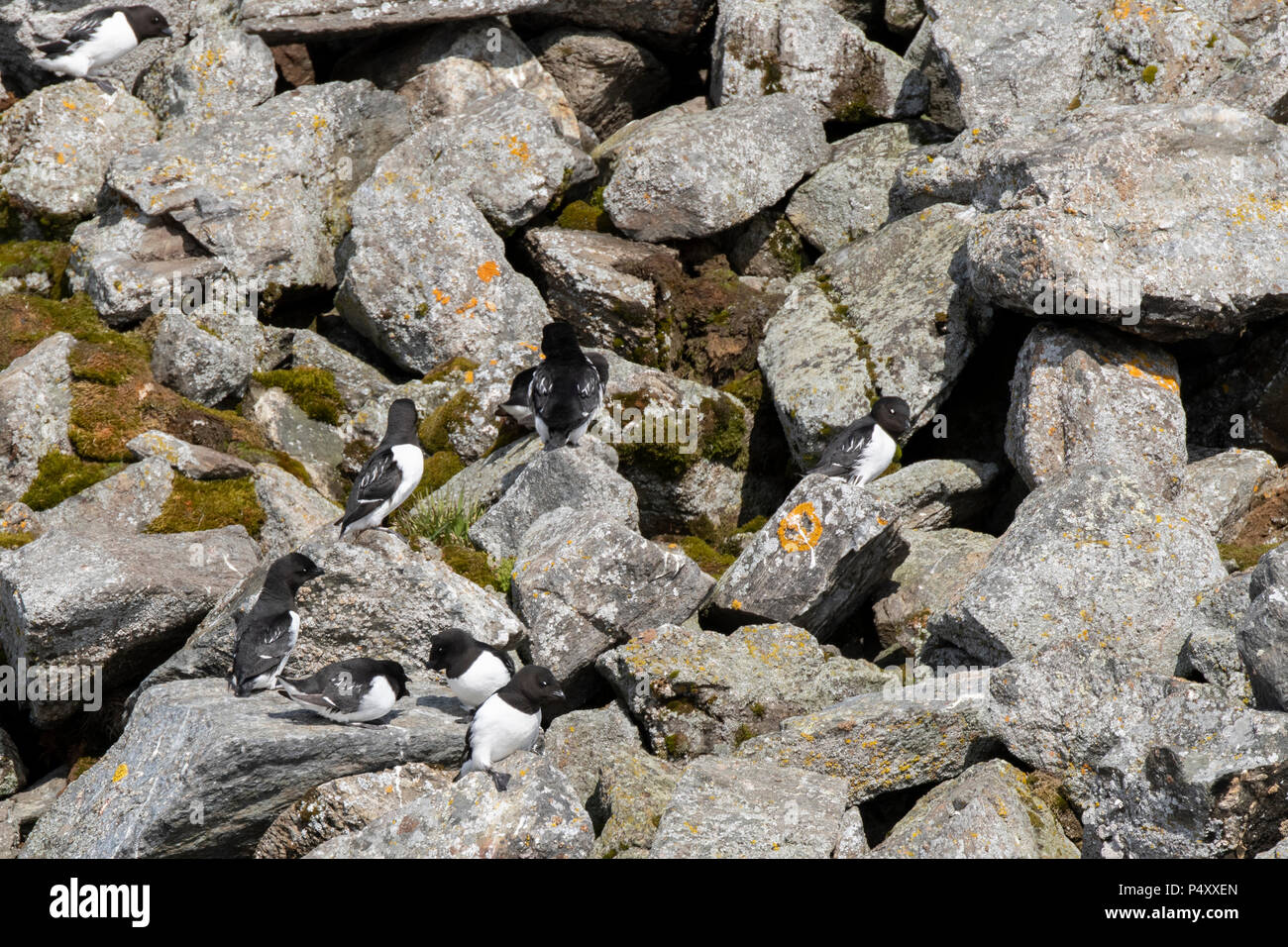 South spitsbergen national park hi-res stock photography and images - Alamy