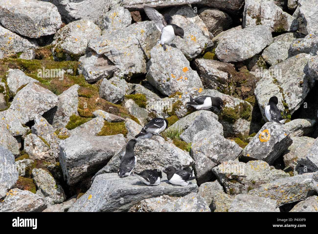 Norway, Svalbard, Spitsbergen, Isbjornhamna. Little auk (Alle Alle ...