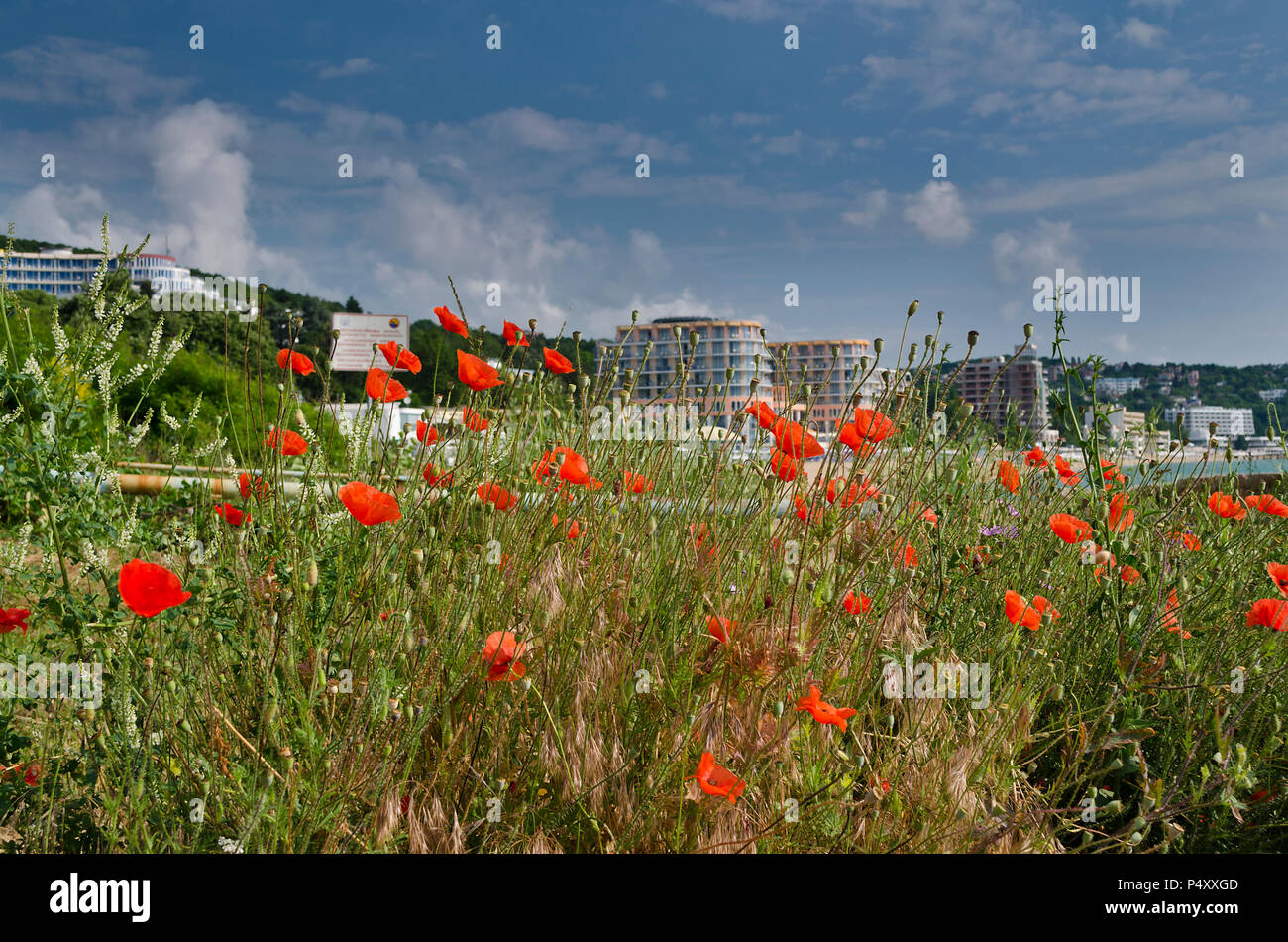 Poppy on the beach Stock Photo - Alamy