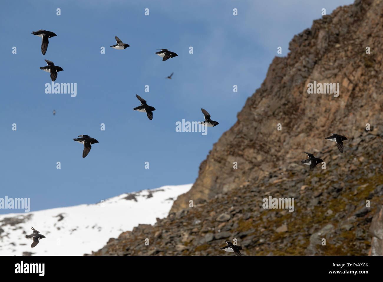 Norway, Svalbard, Spitsbergen, Isbjornhamna. Little auks (Alle Alle ...