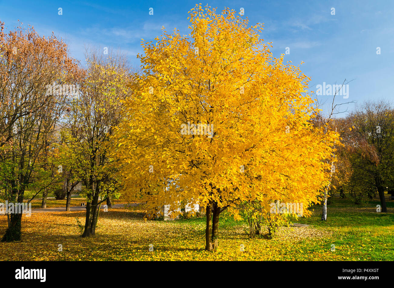 Autunm tree in the park, perfect fall scenery Stock Photo - Alamy