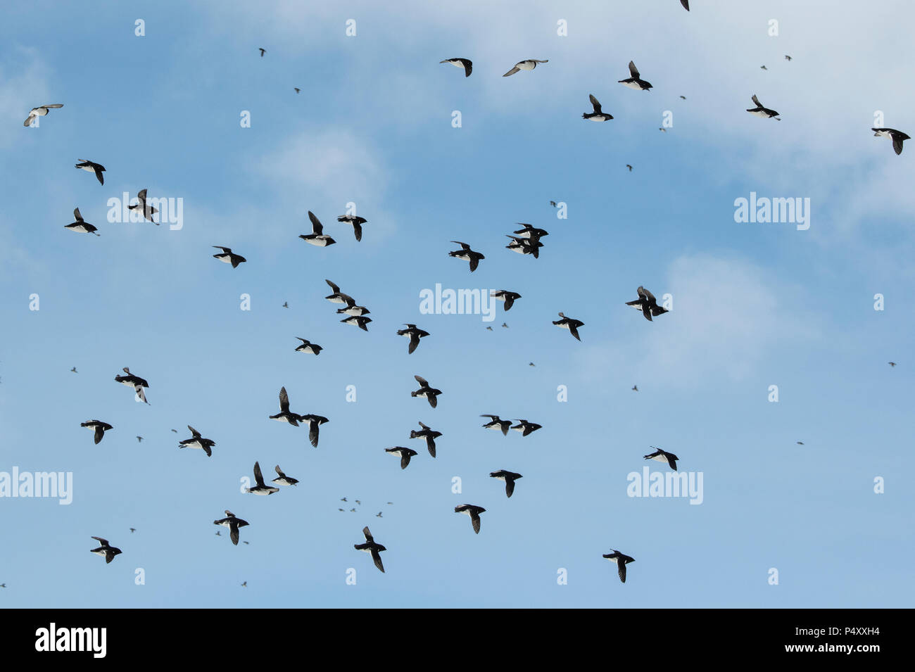 Norway, Svalbard, Spitsbergen, Isbjornhamna. Little auks (Alle alle ...