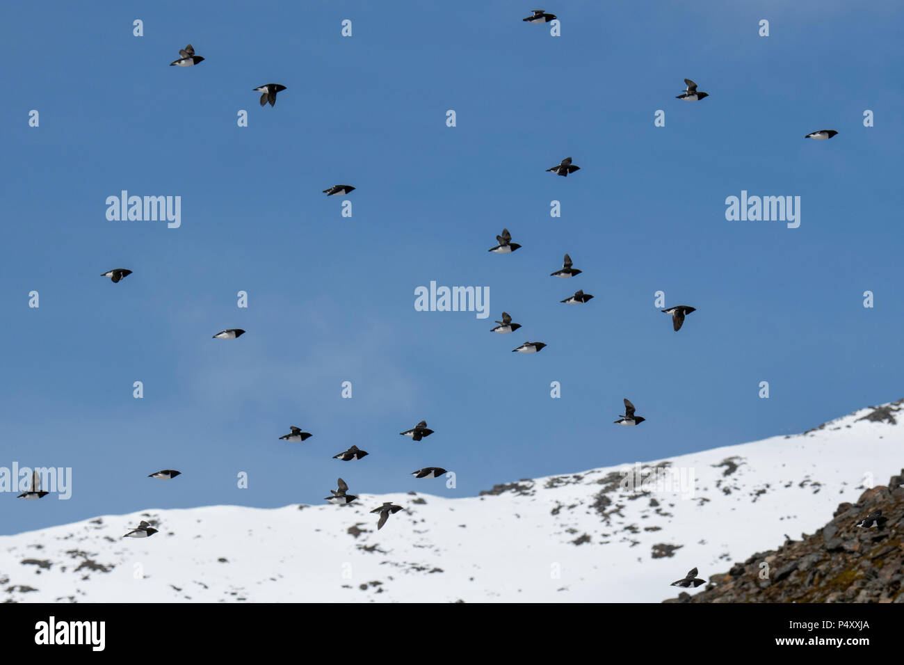 Svalbard hornsund sor spitsbergen national park hi-res stock ...