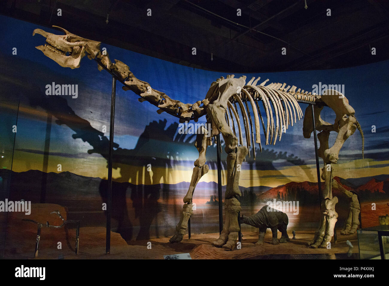 Platybelodon Skeleton