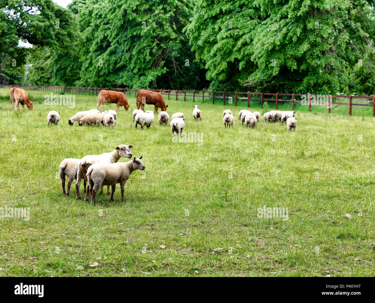 Sheep sheep cow cows hi-res stock photography and images - Alamy