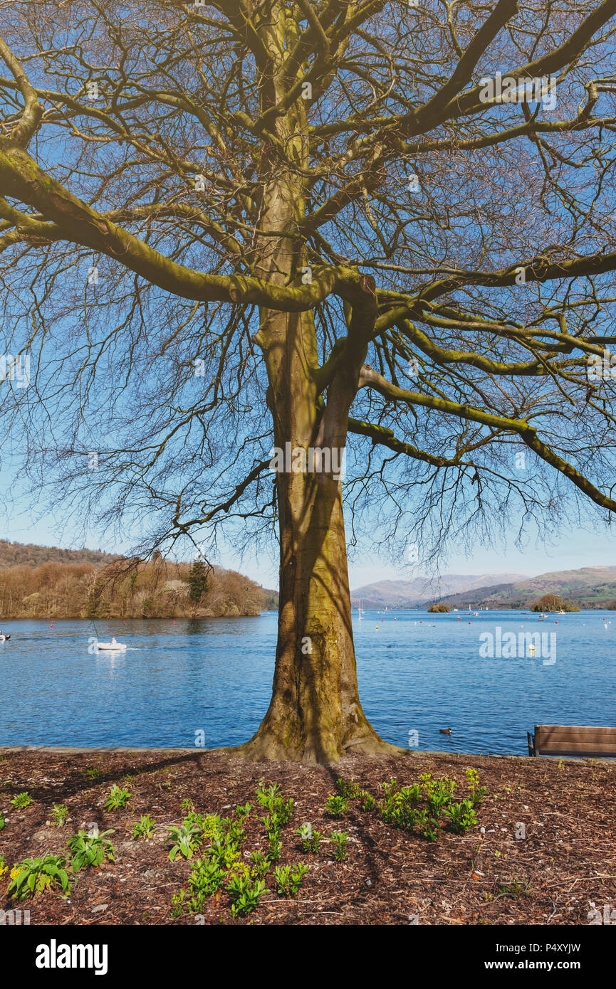 Beautiful Bowness Bay seen from the bank of Windermere at Bowness-on ...