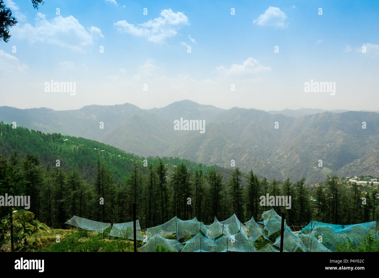 Green protective tents of apple orchards on Shimla's hilly slope Stock ...
