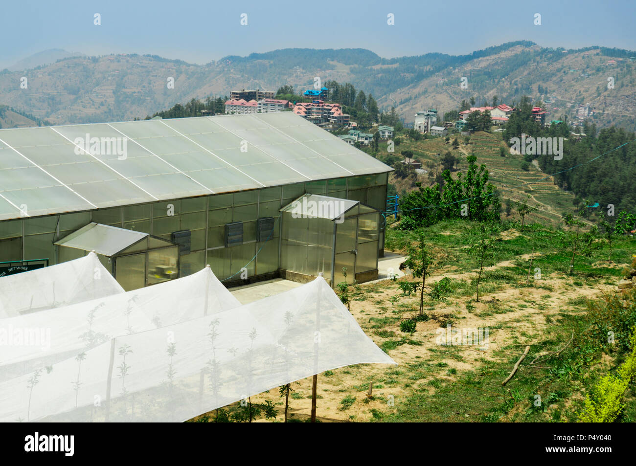Netting tents to protect saplings Stock Photo - Alamy