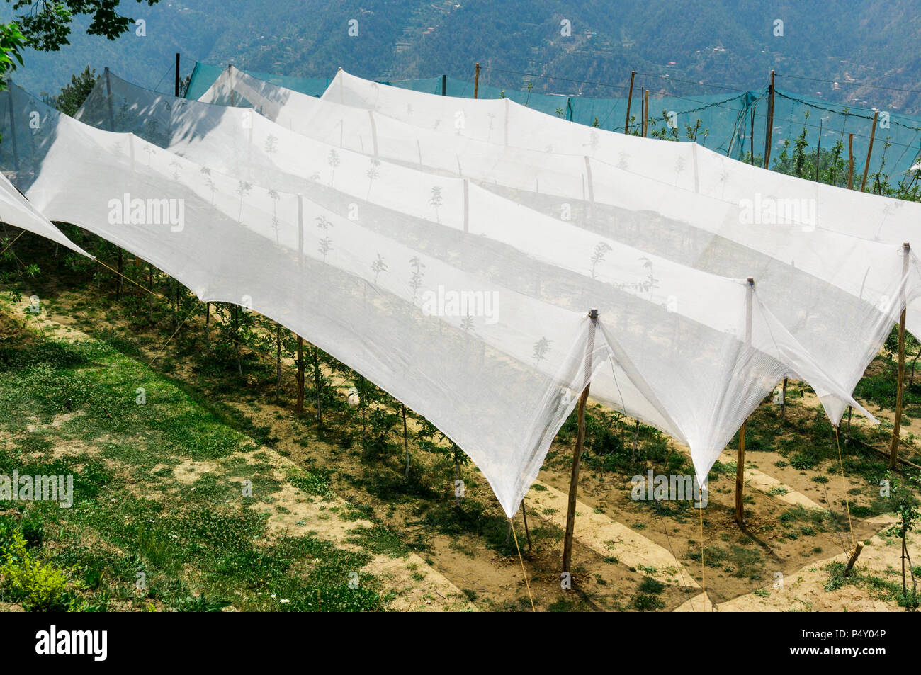 Netting tents to protect saplings Stock Photo - Alamy