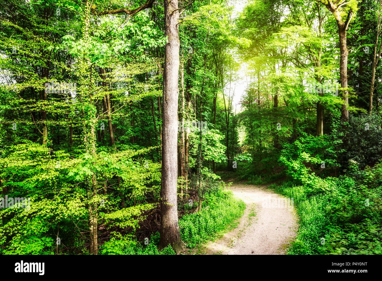 Spring green forest with path, springtime landscape. Nature reserve in ...