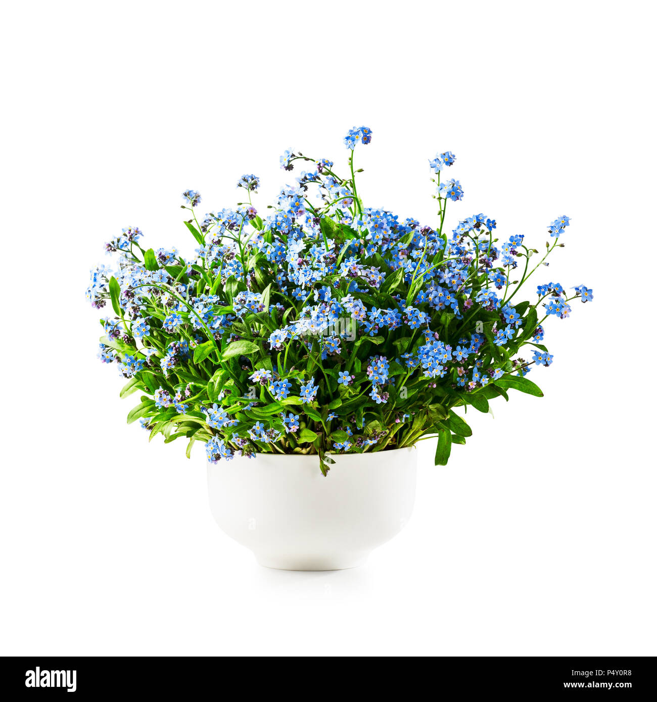 Bouquet of forget me not flowers in white vase isolated on white ...