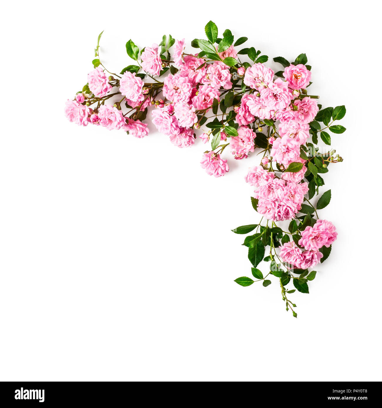 Floral frame. Composition of pink small rose flowers and leaves ...