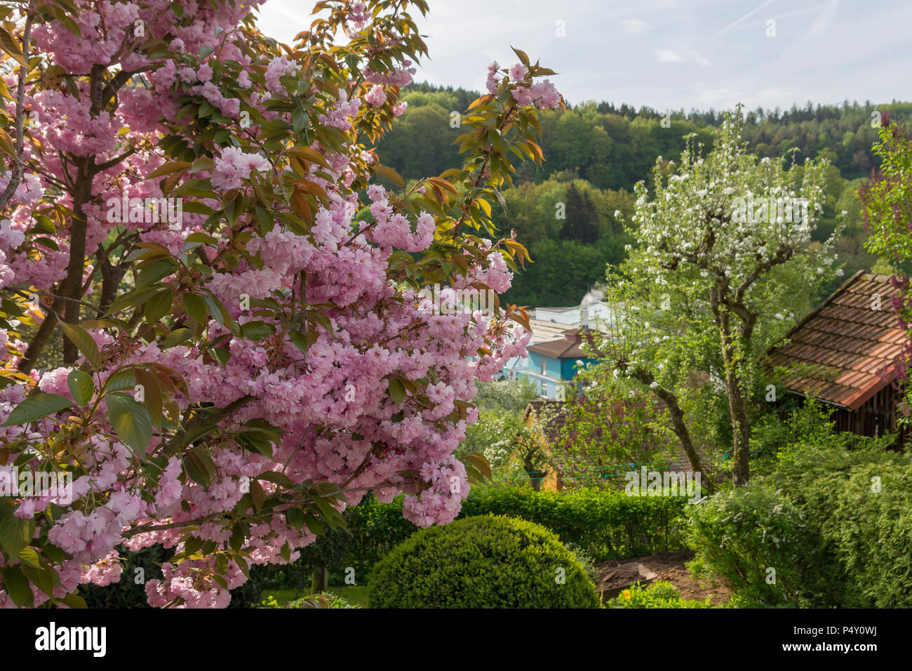 Blooming cherry-tree with a blooming apple tree and forest in ...