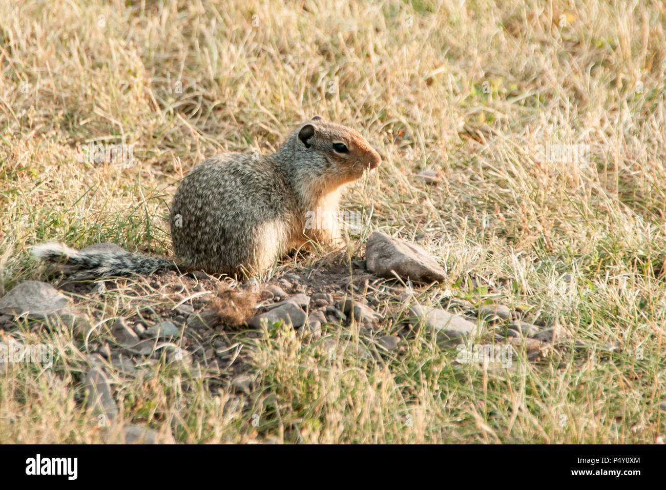 Squirrel Groundsquirrel High Resolution Stock Photography and Images ...