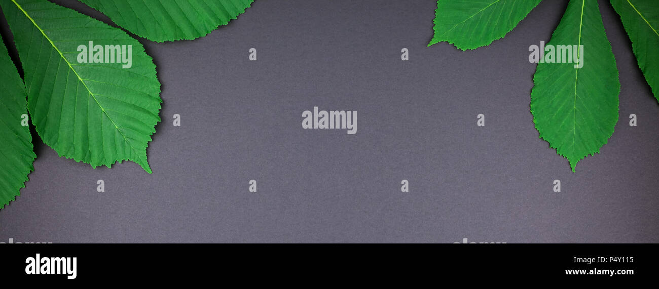 Creative botanical flat lay top view pattern with fresh bright green ...