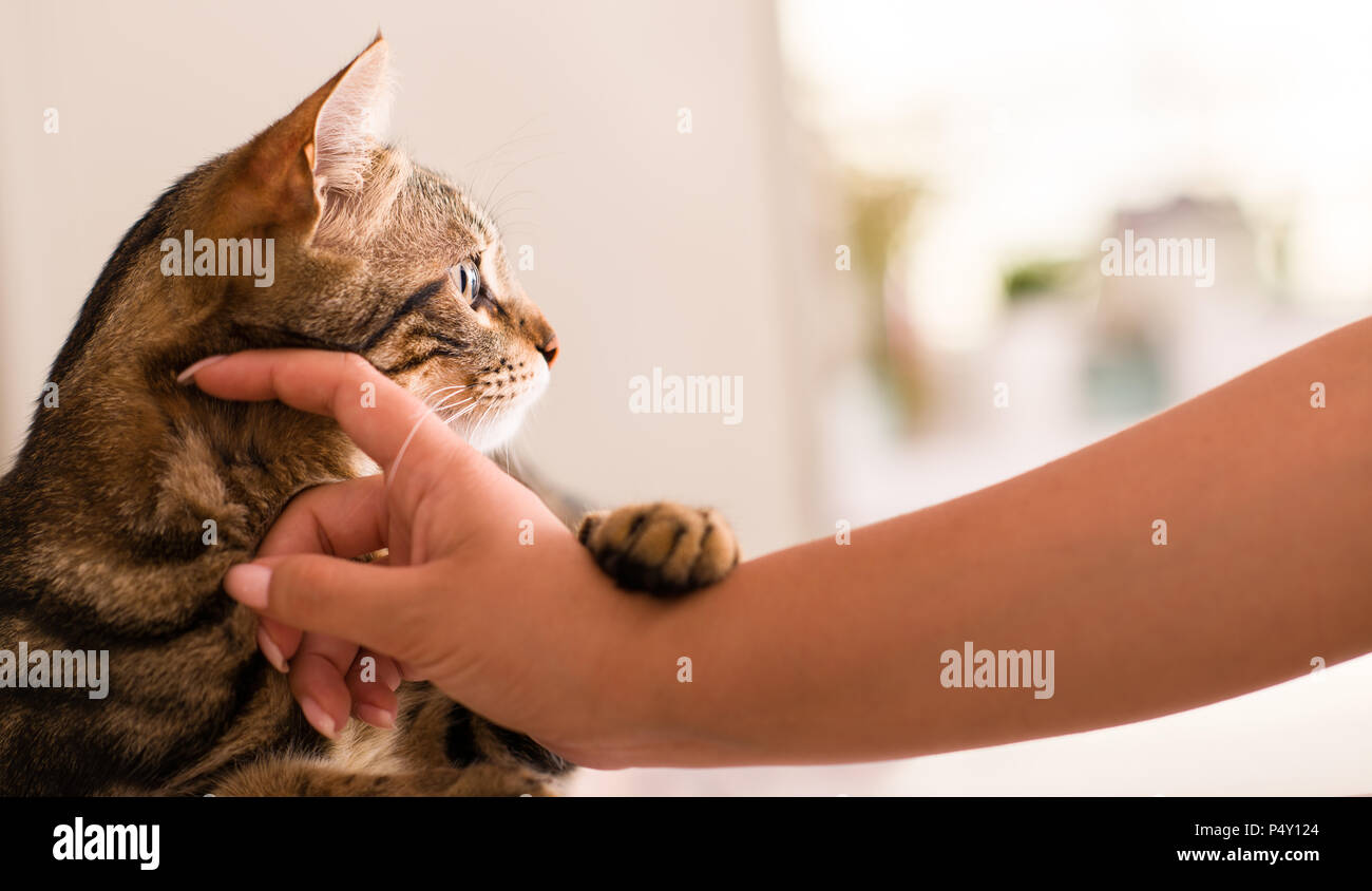 Domestic cat at home Stock Photo - Alamy