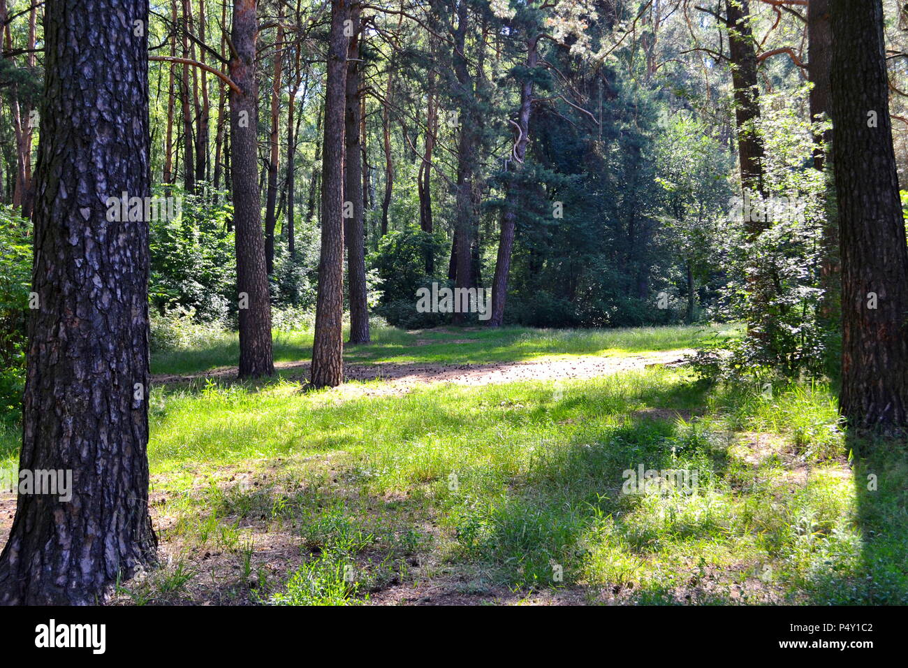 Early morning in the forest hi-res stock photography and images - Alamy