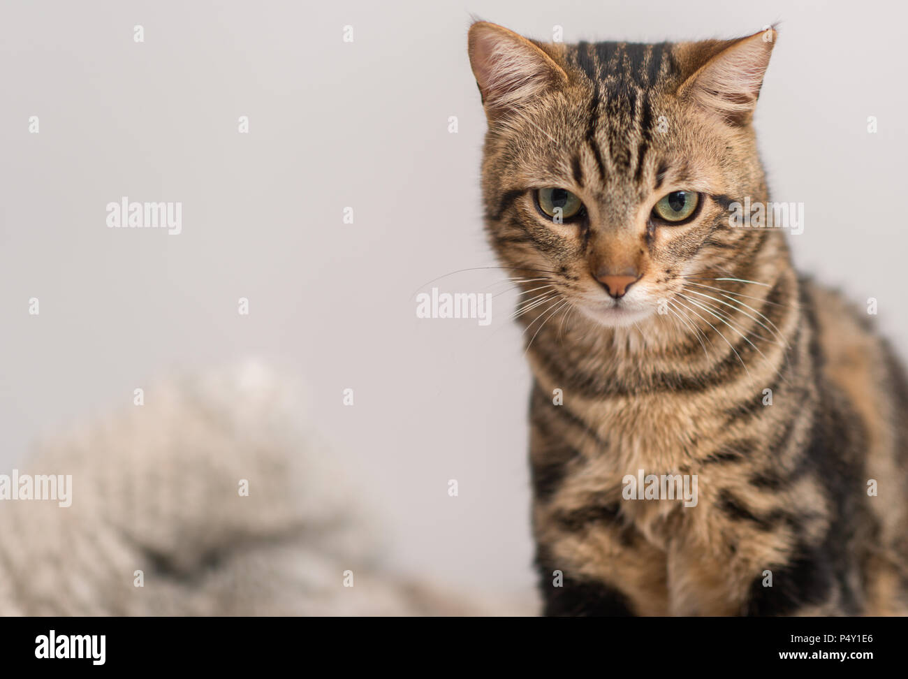 Beautiful domestic cat at home Stock Photo - Alamy