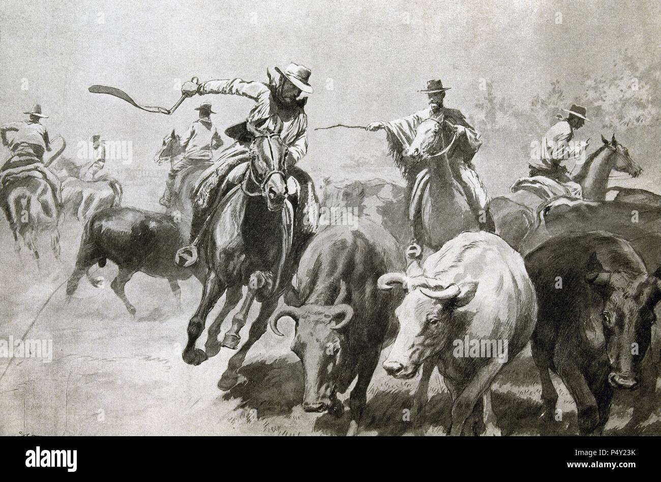 ECONOMIA PRINCIPIOS SIGLO XX. ARGENTINA. "SELECCION DEL GANADO ...