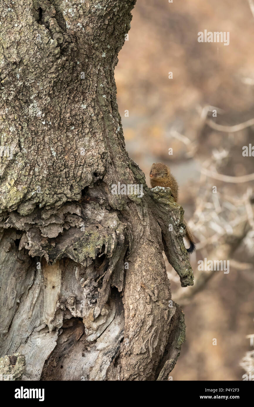Slender Mongoose (Herpestes sanguineus) baby in a tree in Serengeti ...