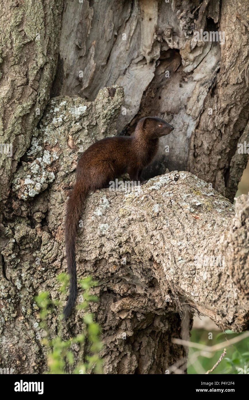 Mongoose body hi-res stock photography and images - Alamy