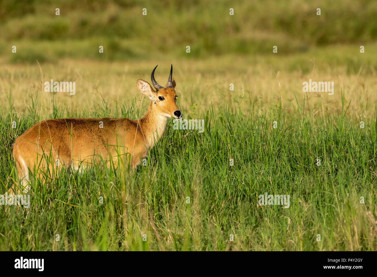 Froward curving horns hi-res stock photography and images - Alamy