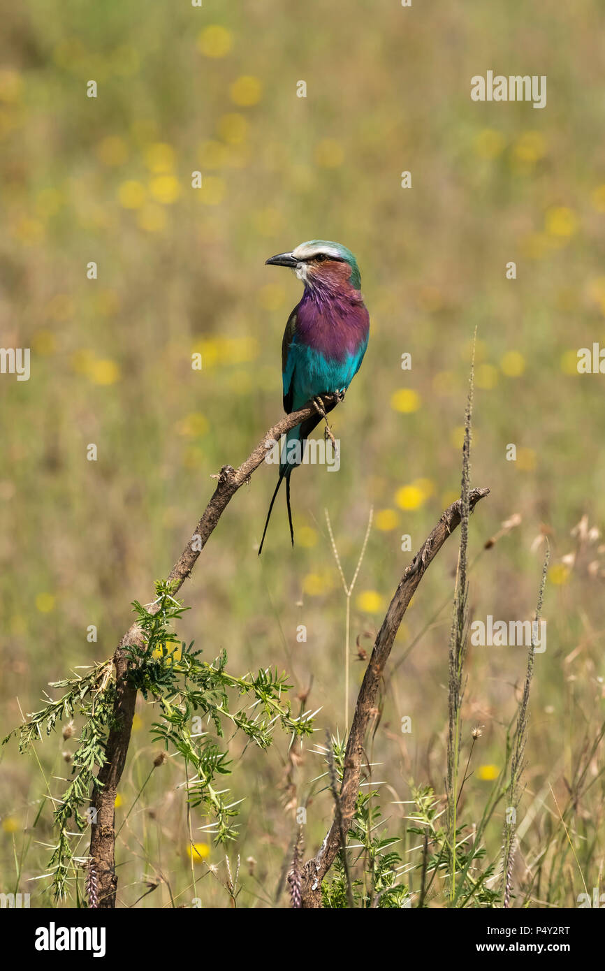 Caudata wild animals wild animal wildlife hi-res stock photography and ...