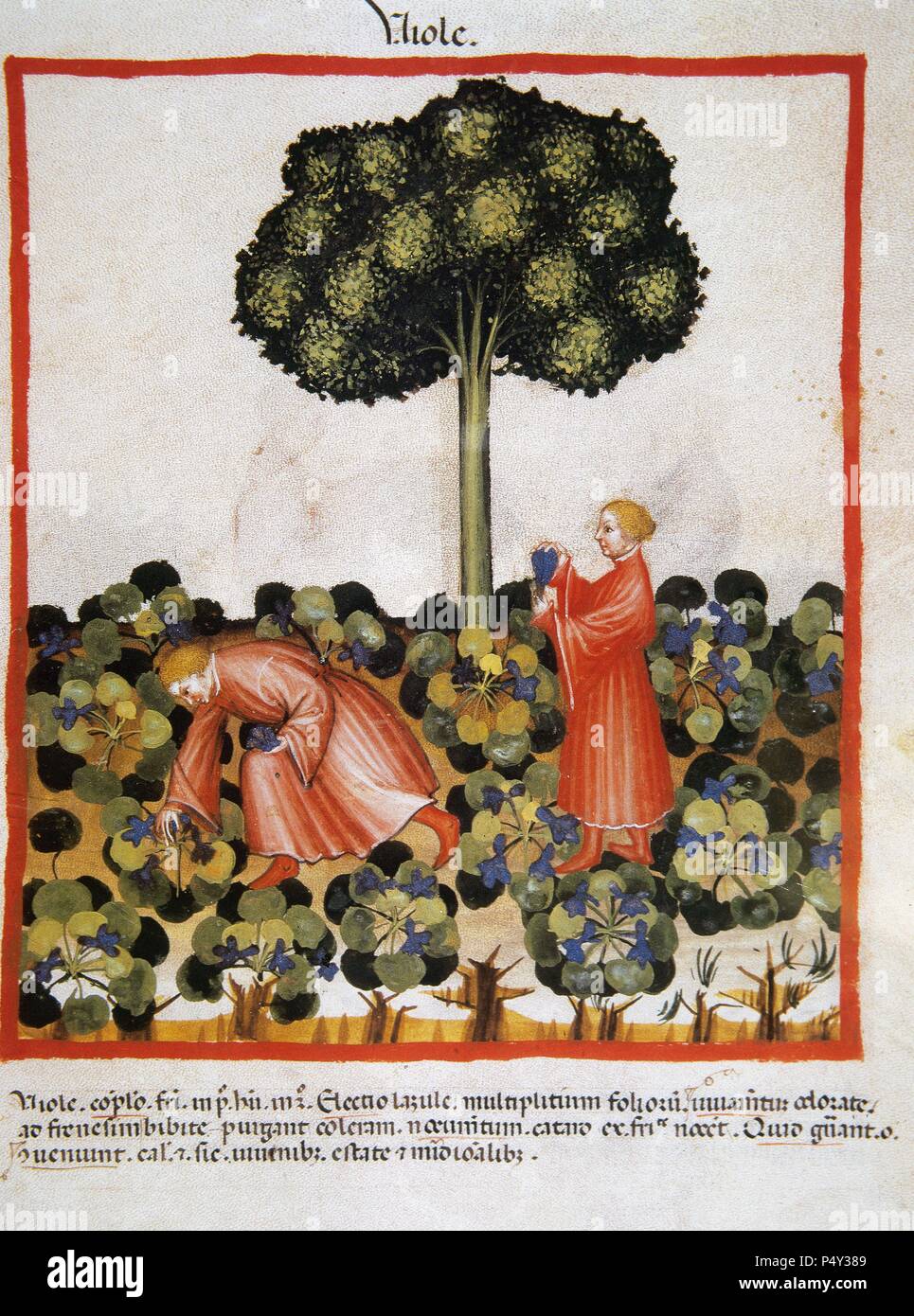 Medieval medical manuscript hi-res stock photography and images - Alamy