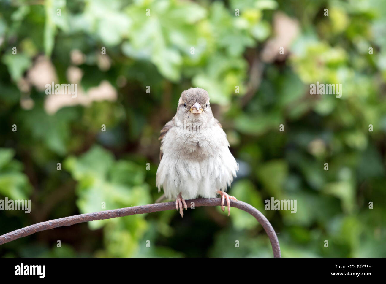 Fledgling sparrow hi-res stock photography and images - Alamy