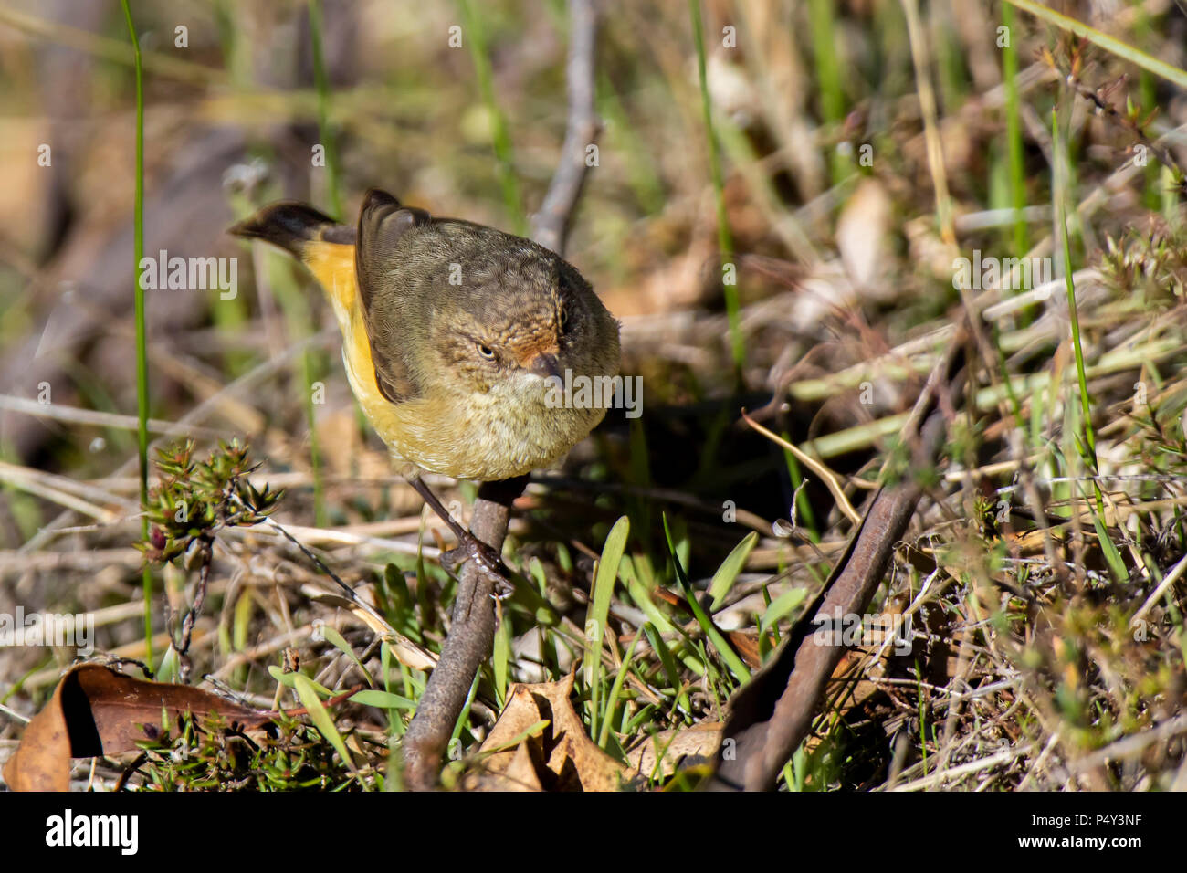 Buff-rumped Thornbill (Acanthiza reguloides) race "australis Stock ...