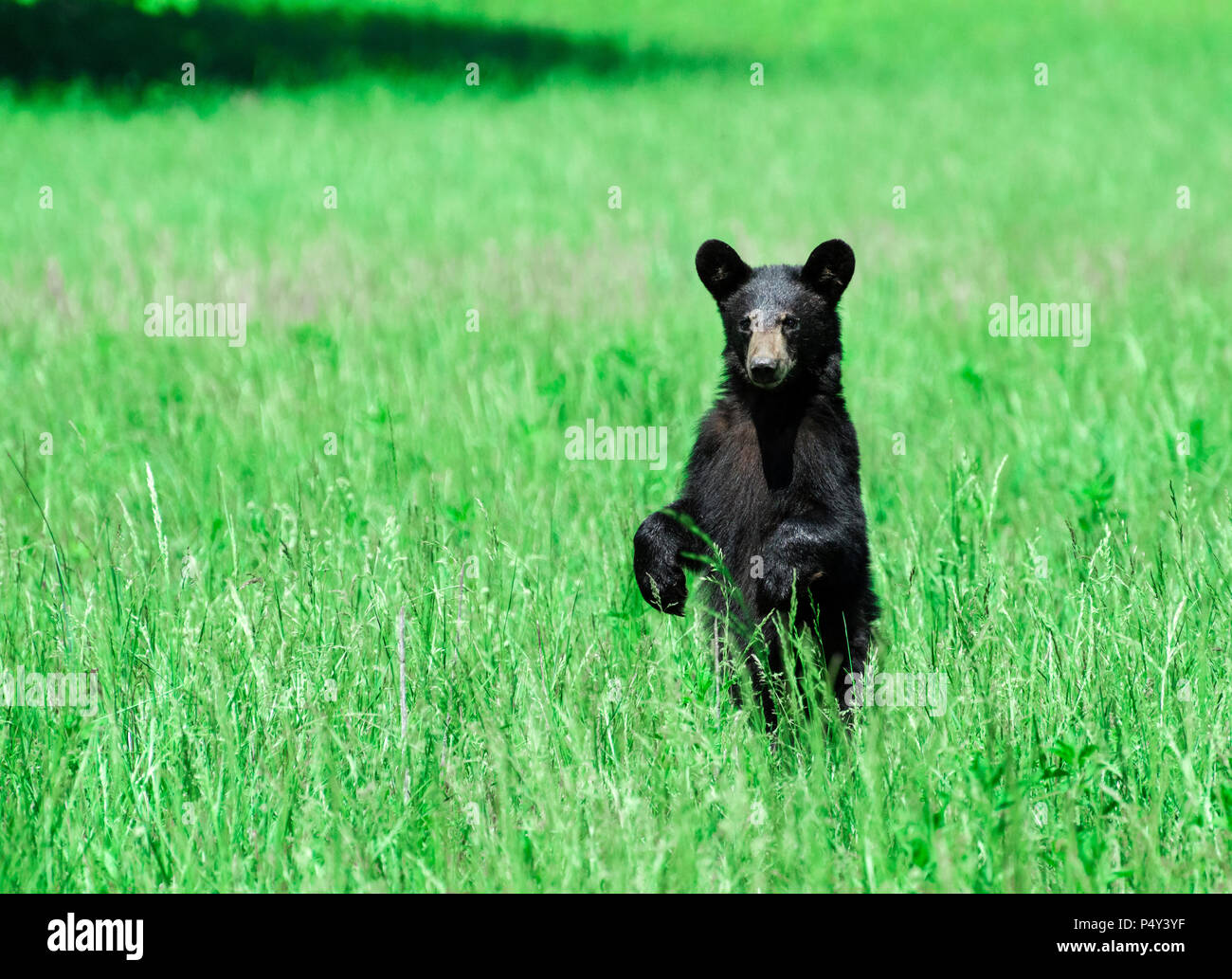 Bear north hi-res stock photography and images - Alamy