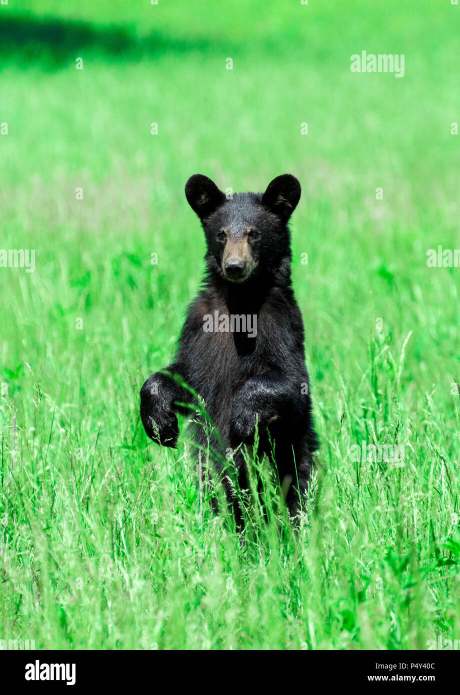 Vertical shot of a North American Black Bear standing in a green field ...
