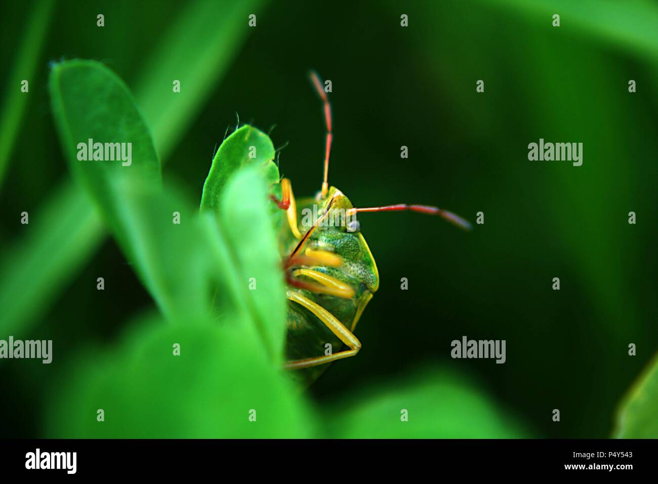 Proboscis green stink bug hi-res stock photography and images - Alamy