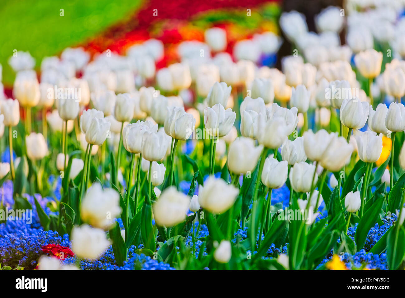 Zoom in on spring flowers hi-res stock photography and images - Alamy