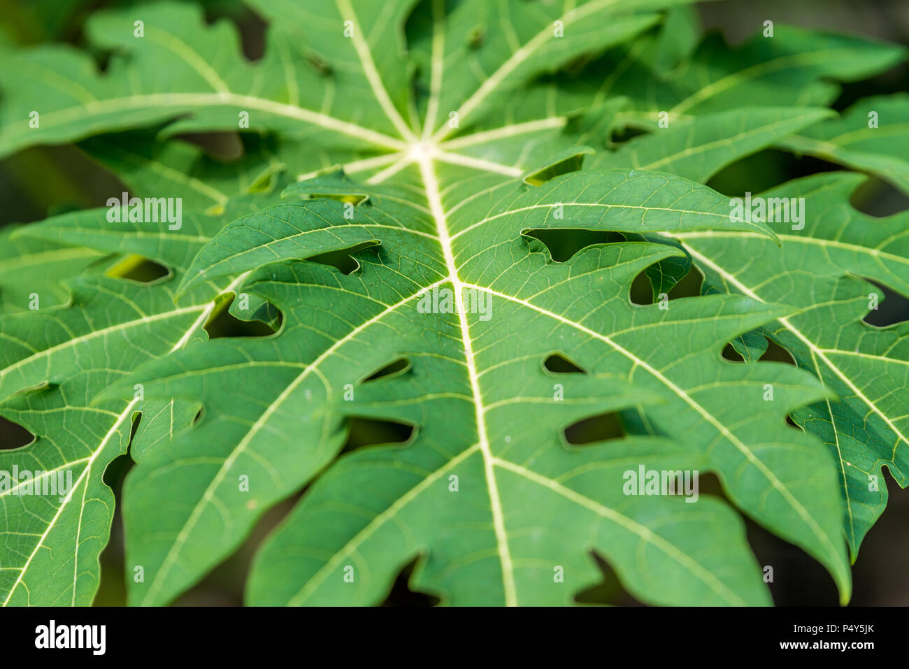 Plant With Big Leaves Stock Photos & Plant With Big Leaves Stock Images ...